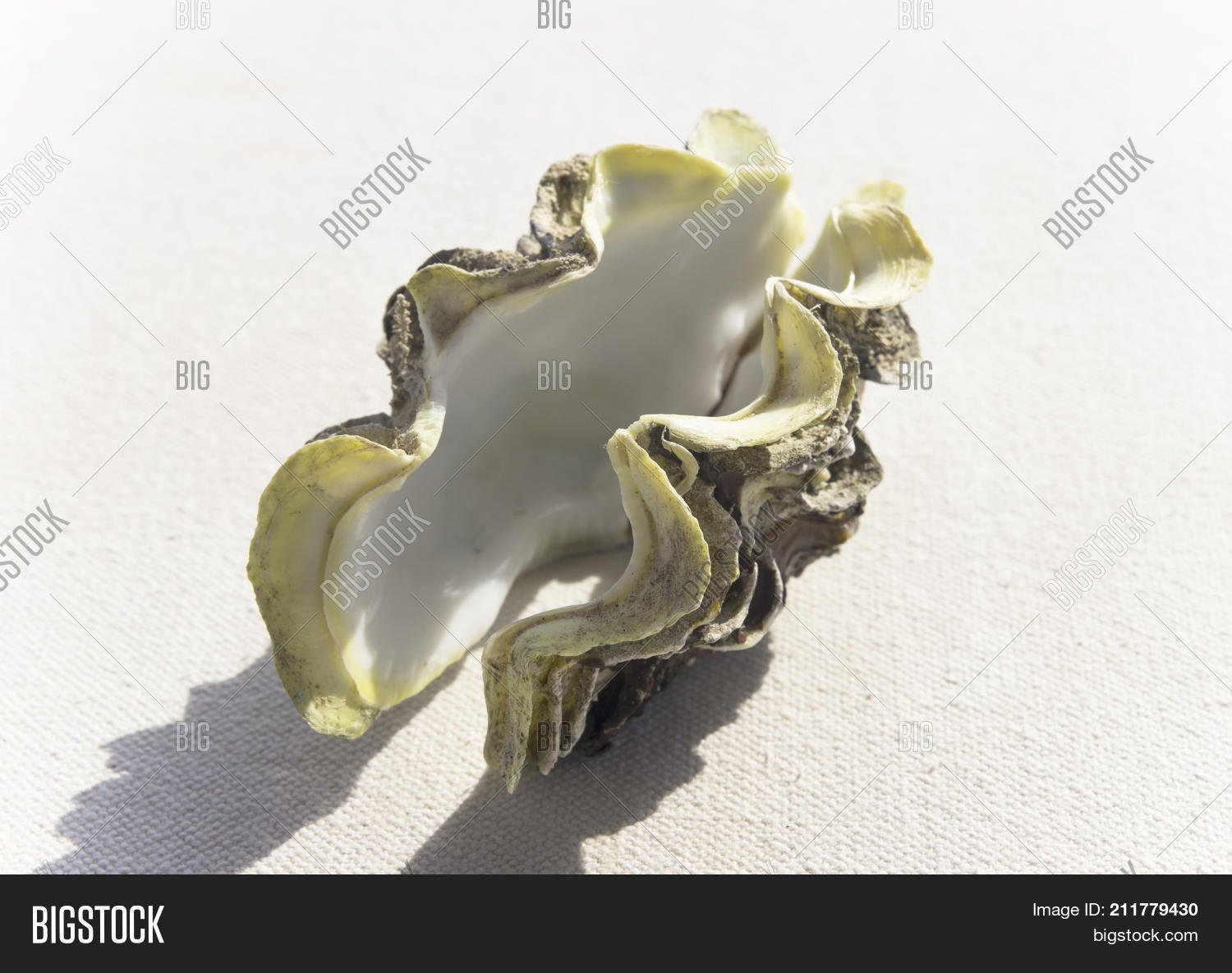 Large Seashell On Image & Photo (Free Trial) | Bigstock