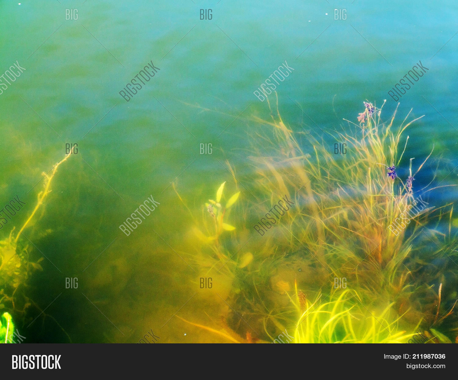 Underwater Plant Life Image & Photo (Free Trial) | Bigstock