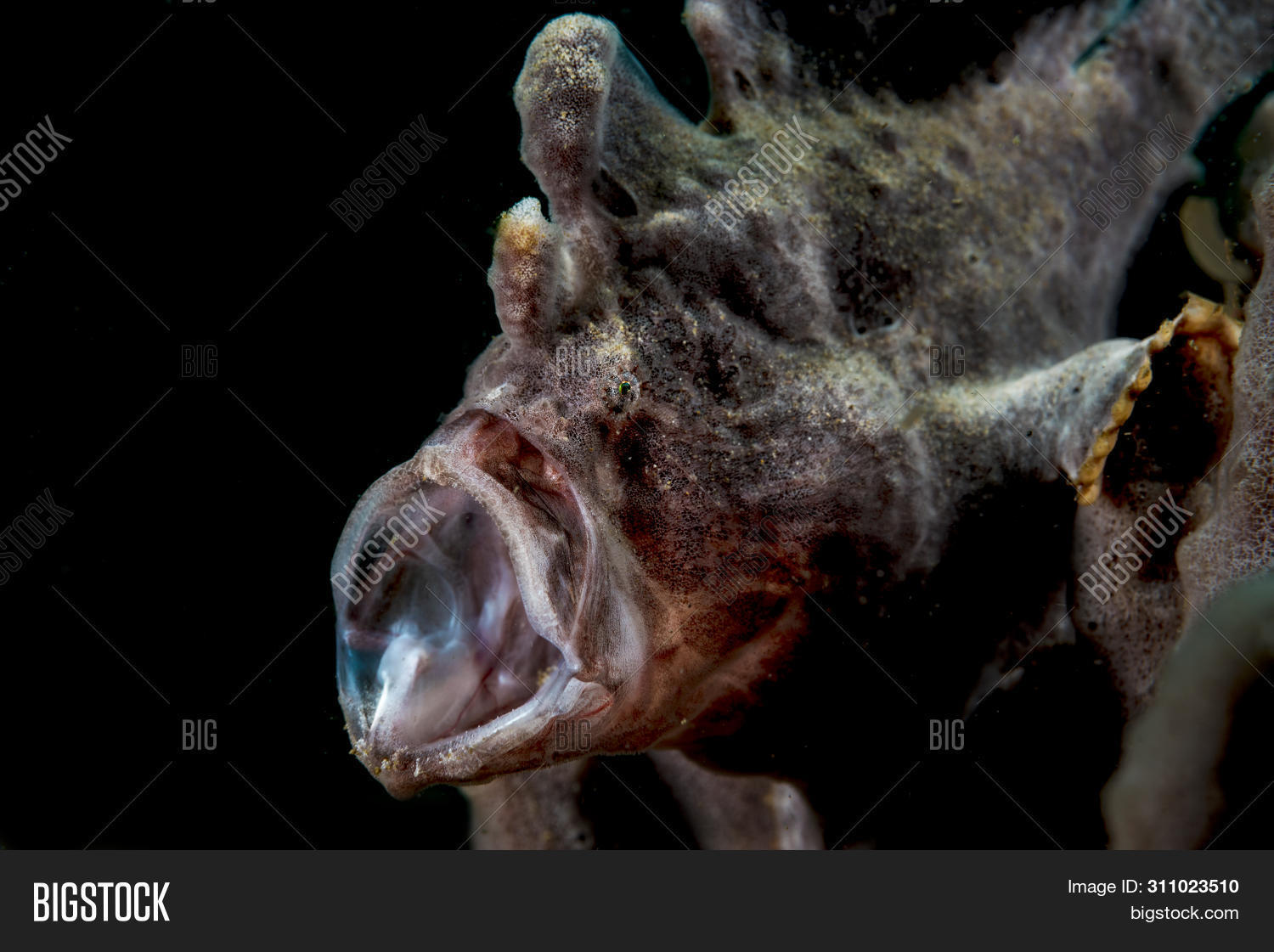 Frog Fish Yawning Image & Photo (Free Trial) | Bigstock