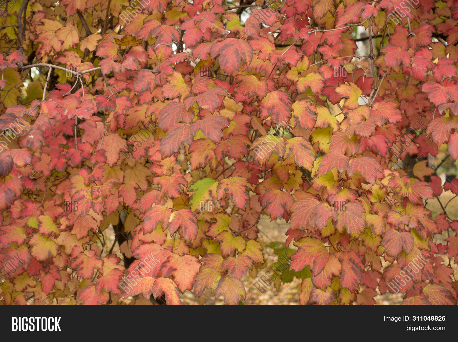 Yellow Red Leaves Image & Photo (Free Trial) | Bigstock
