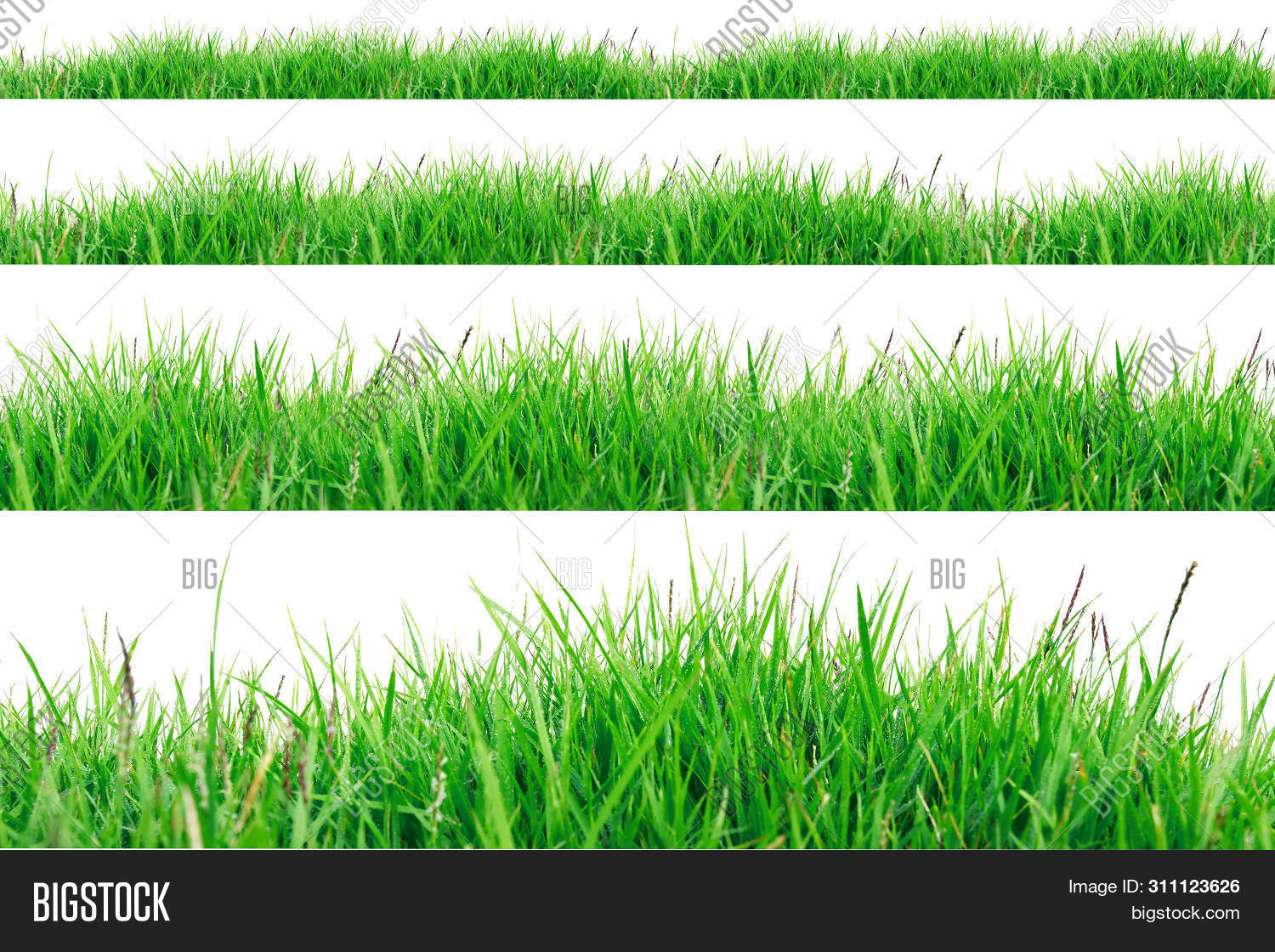 Green Grass Border Image & Photo (Free Trial) | Bigstock