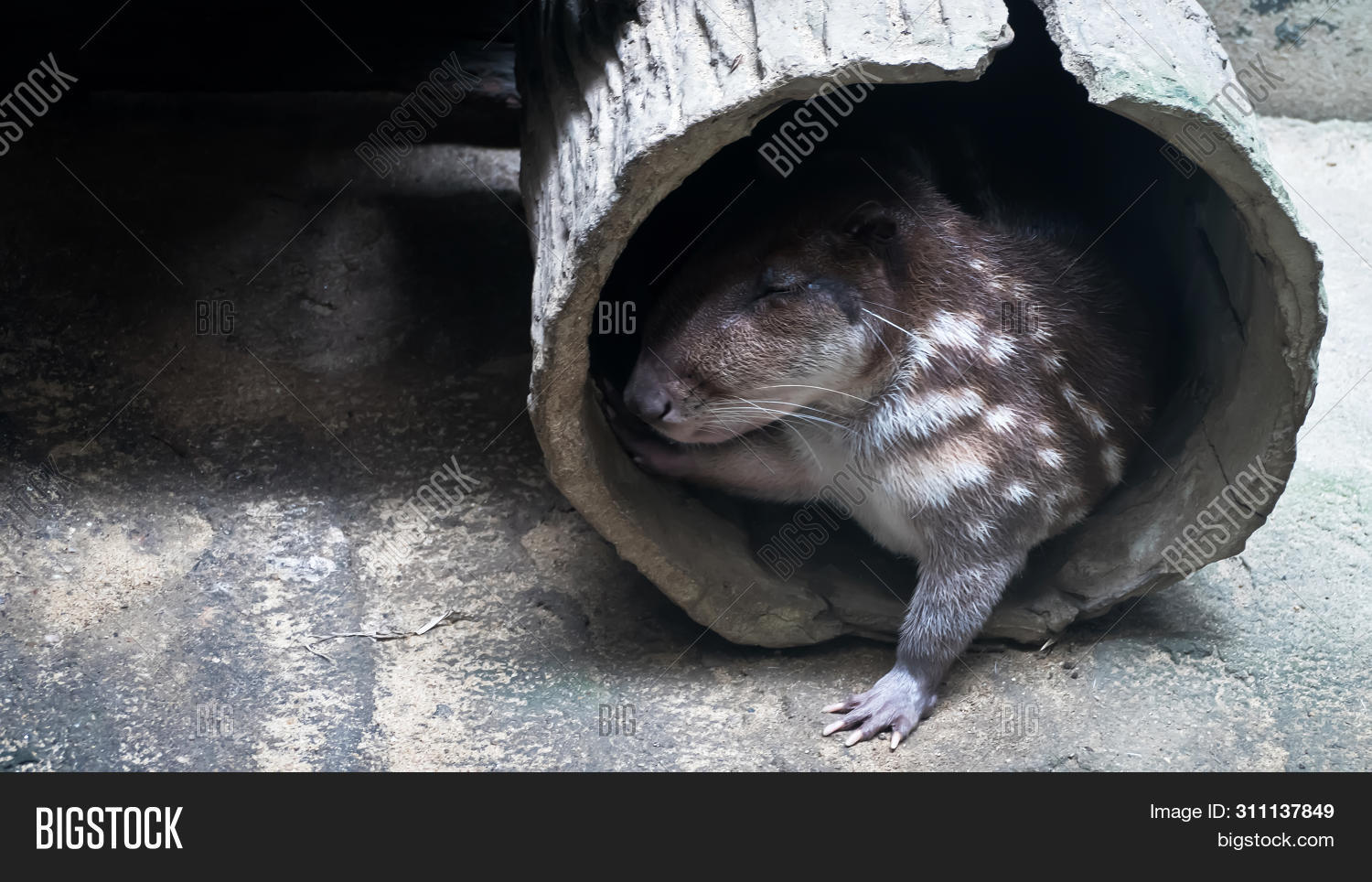 Cuniculus Spotted Paca Image & Photo (Free Trial) | Bigstock