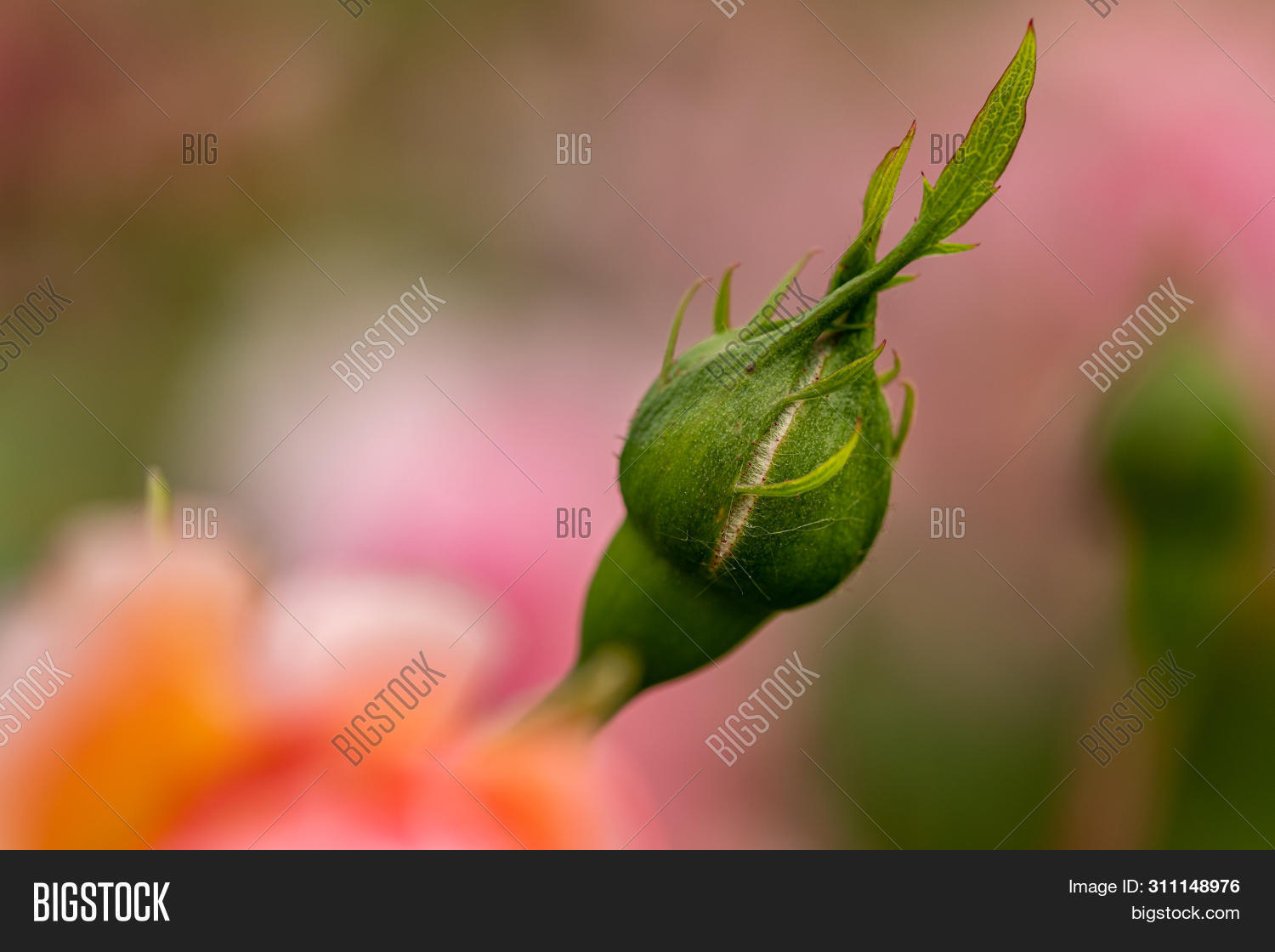New Red Rose Bud. Image & Photo (Free Trial) | Bigstock