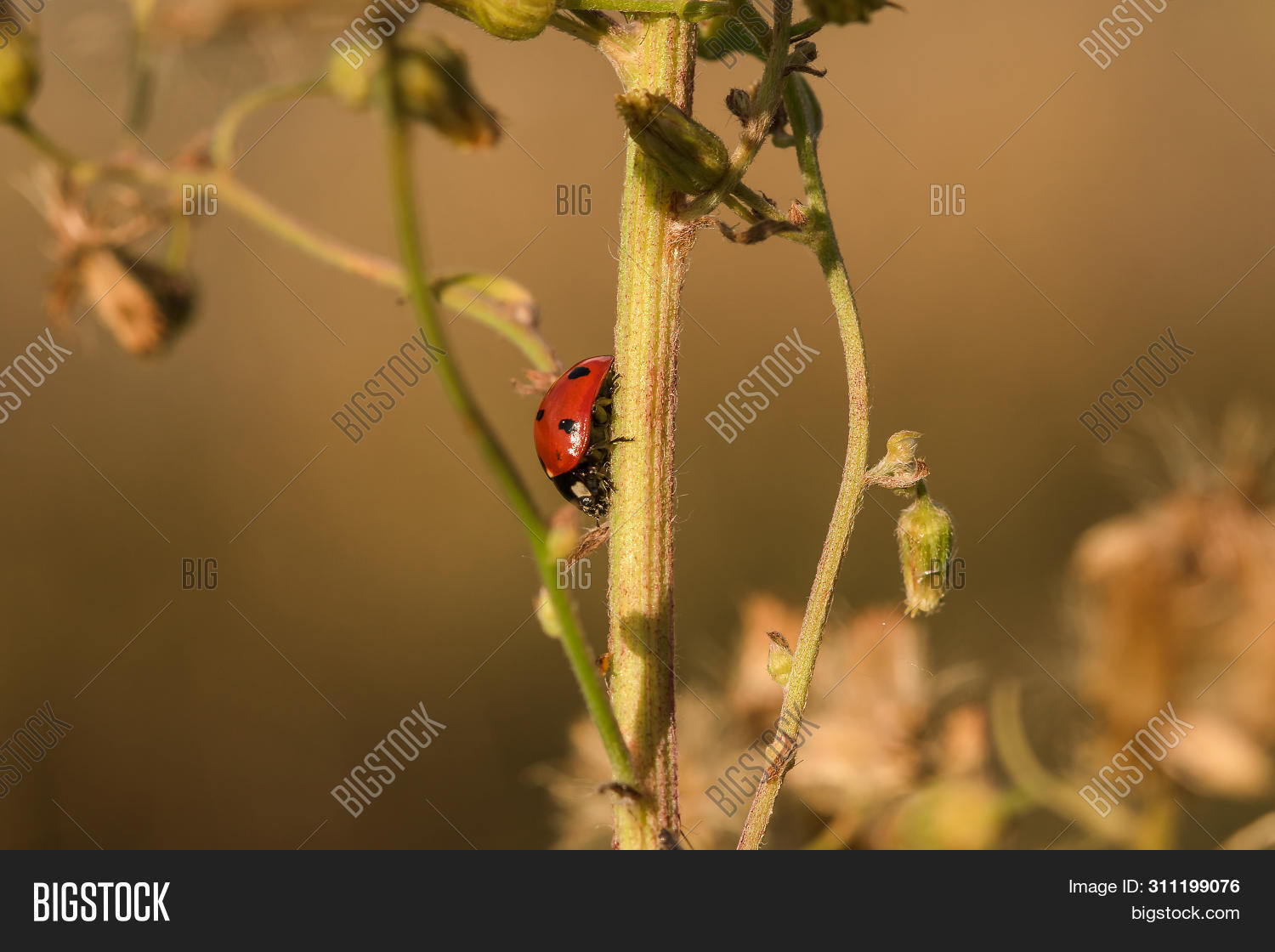 Ladybug On Tree Image & Photo (Free Trial) | Bigstock