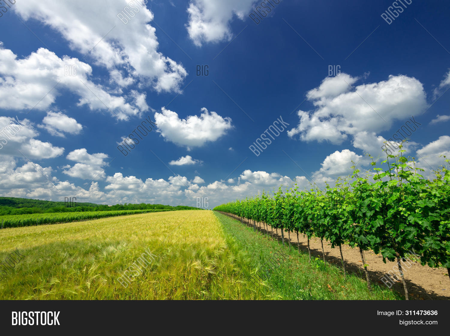 Vineyard Landscape Image & Photo (Free Trial) | Bigstock