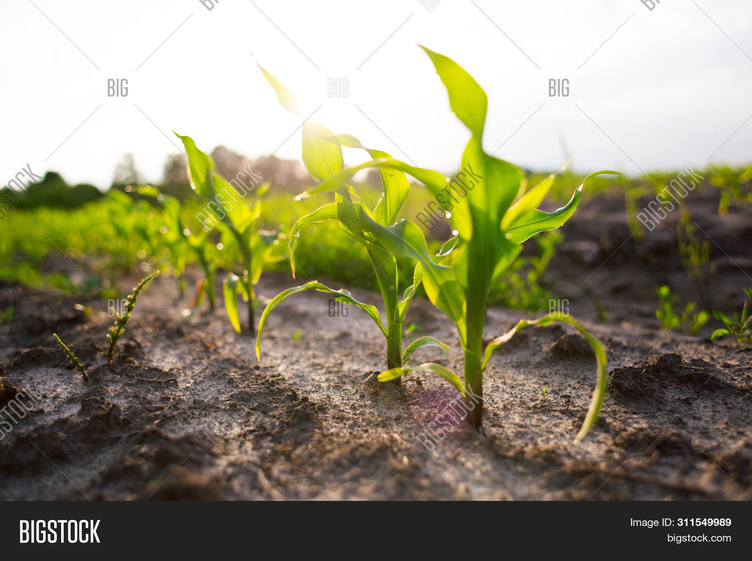 Young Shoots Corn Image & Photo (Free Trial) | Bigstock