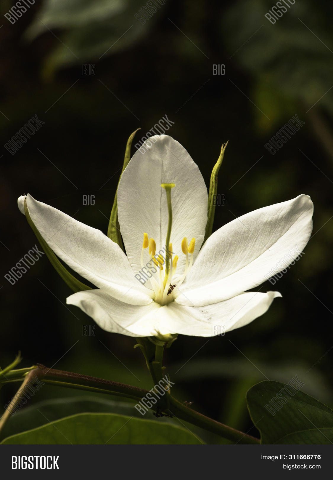 Bauhinia Racemosa Bidi Image & Photo (Free Trial) | Bigstock