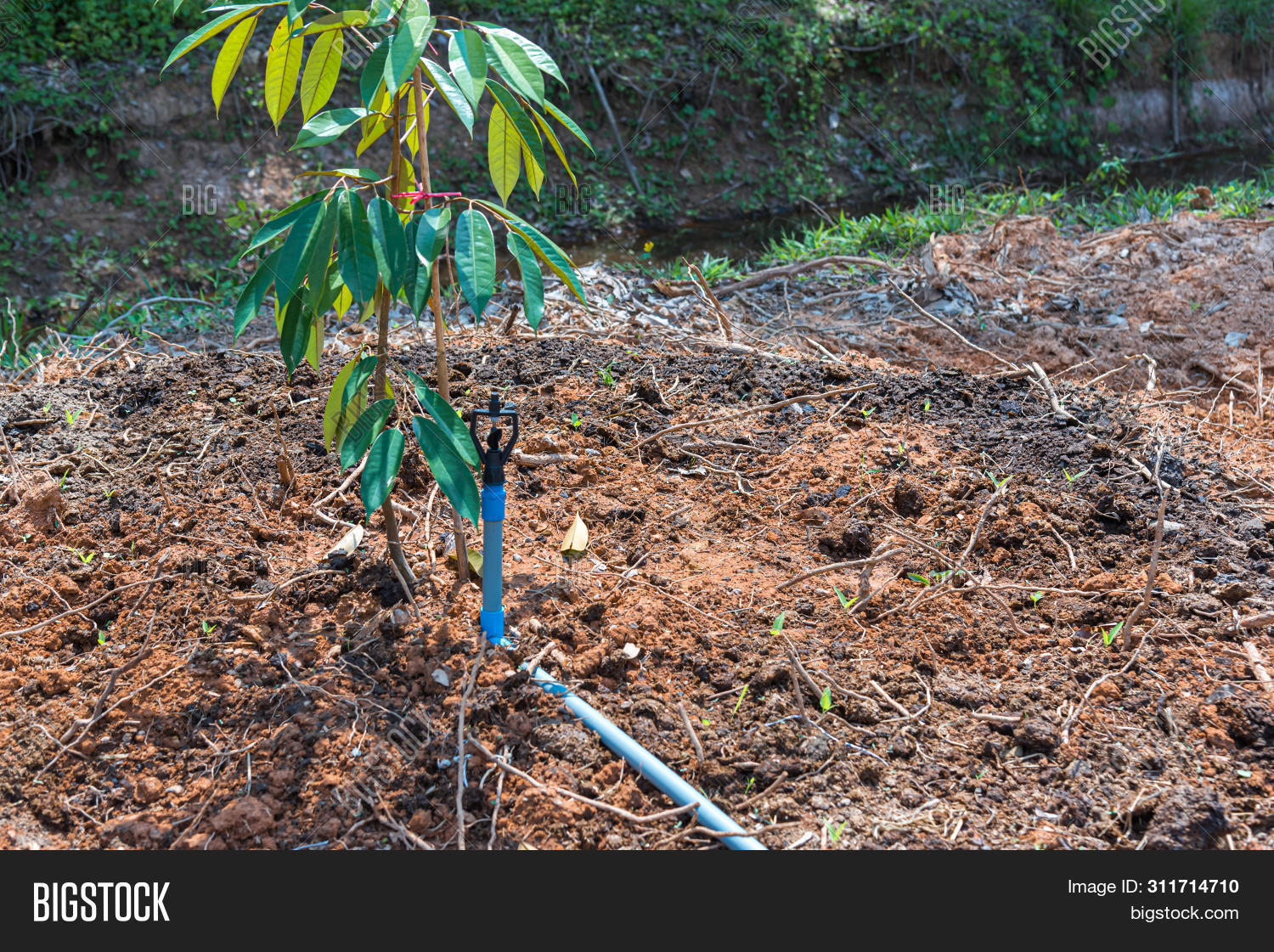 Durian Seedling Image & Photo (Free Trial) | Bigstock