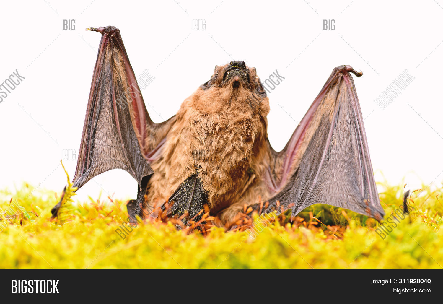 Wild Nature. Forelimbs Image & Photo (Free Trial) | Bigstock