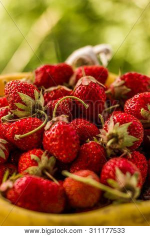 Images, illustrations et images vectorielles de Fraise (gratuites ...