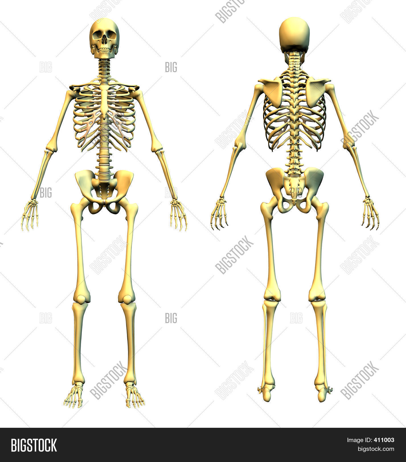 Skeleton Front Back Image & Photo (Free Trial) | Bigstock