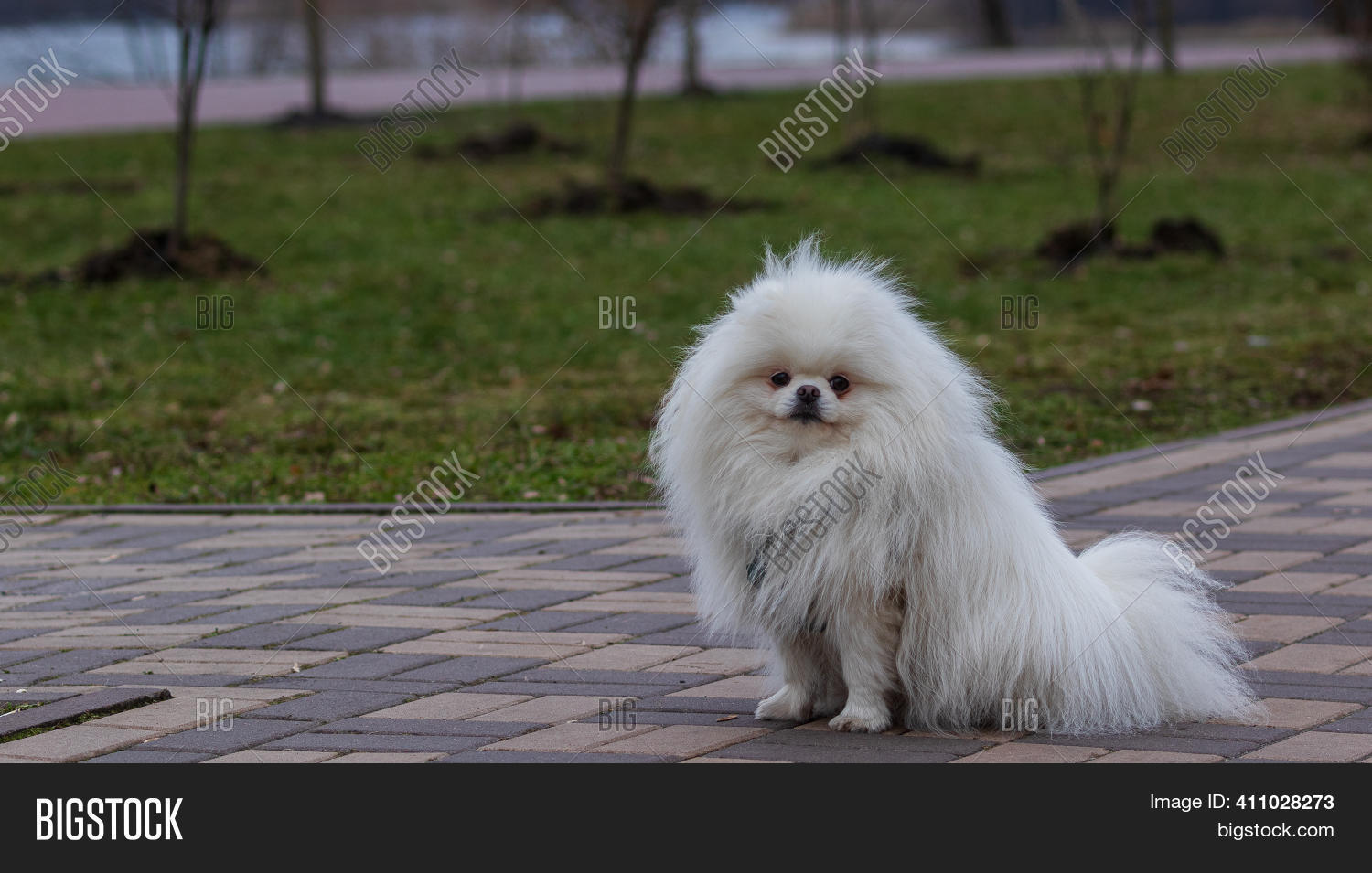 Bright White Spitz Image & Photo (Free Trial) | Bigstock