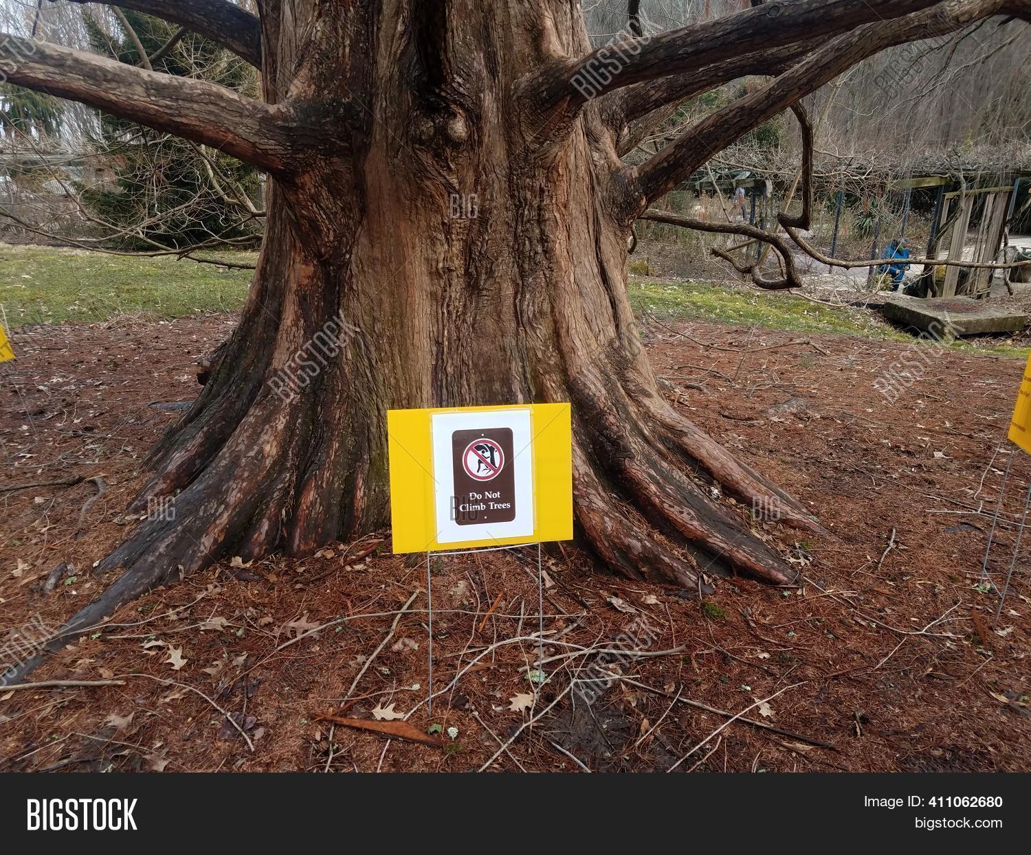 Do Not Climb Trees Image & Photo (Free Trial) | Bigstock
