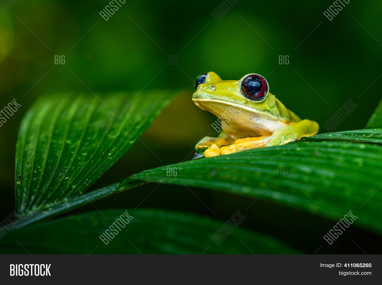 Gliding Tree Frog ( Image & Photo (Free Trial) | Bigstock