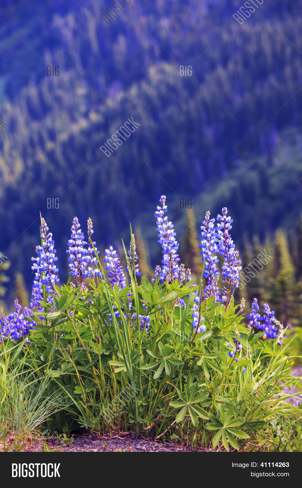 Mountains Meadow Image & Photo (Free Trial) | Bigstock