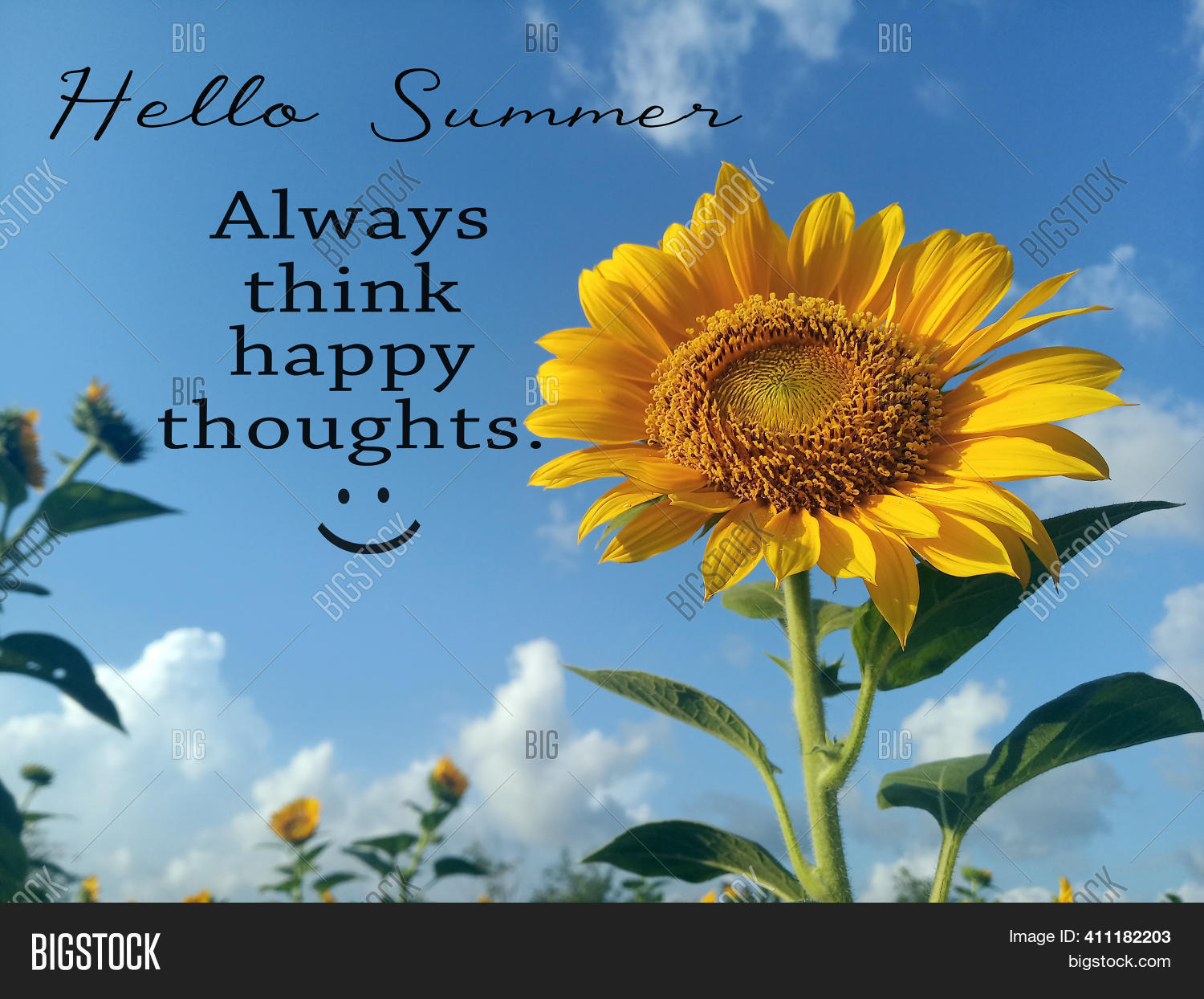 hello summer citation