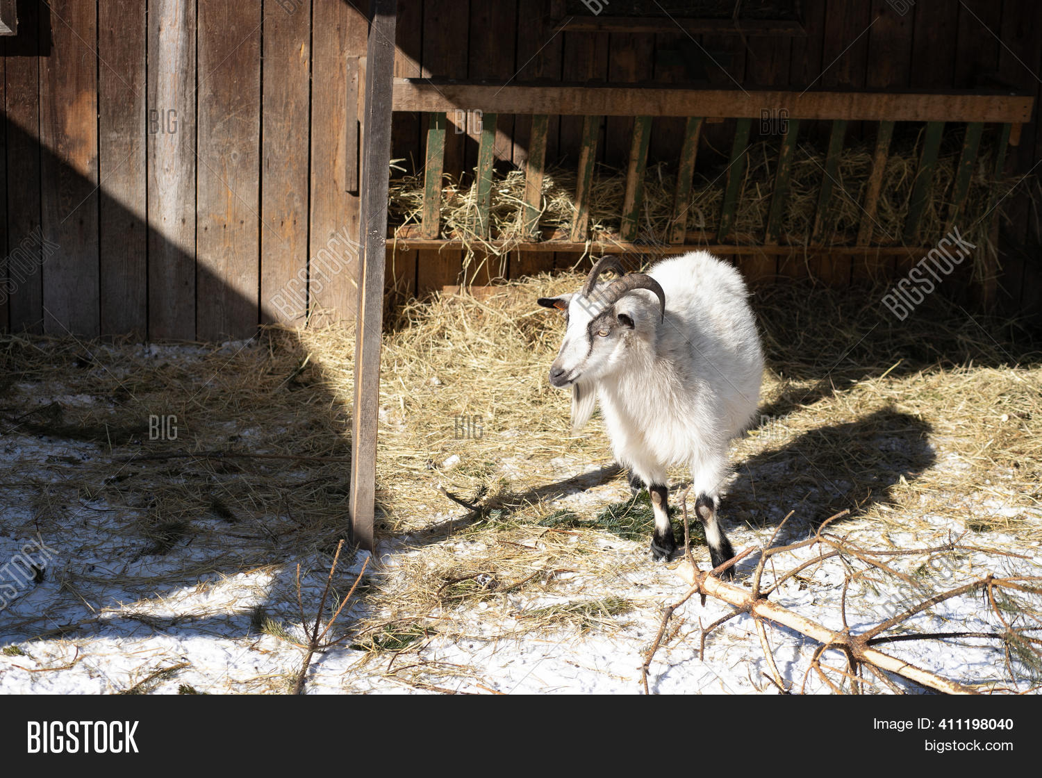 Goats Paddock. Young Image & Photo (Free Trial) | Bigstock