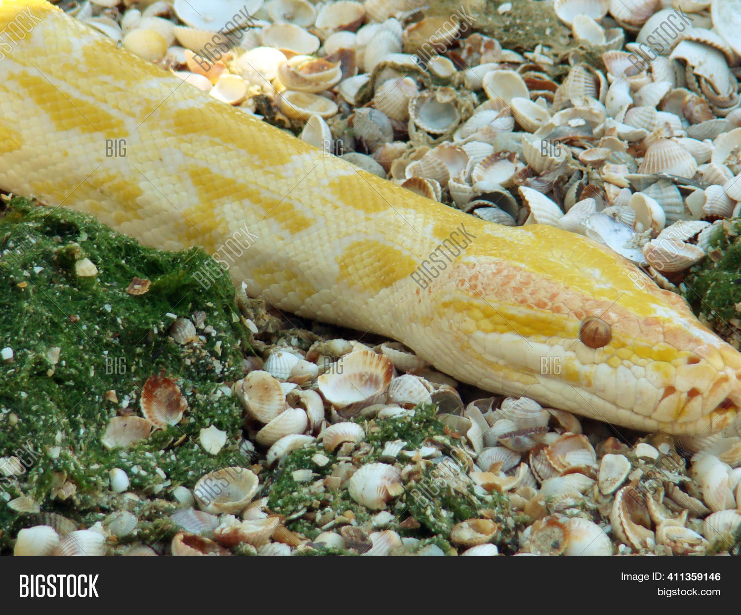 Yellow Boa Constrictor Image & Photo (Free Trial) | Bigstock
