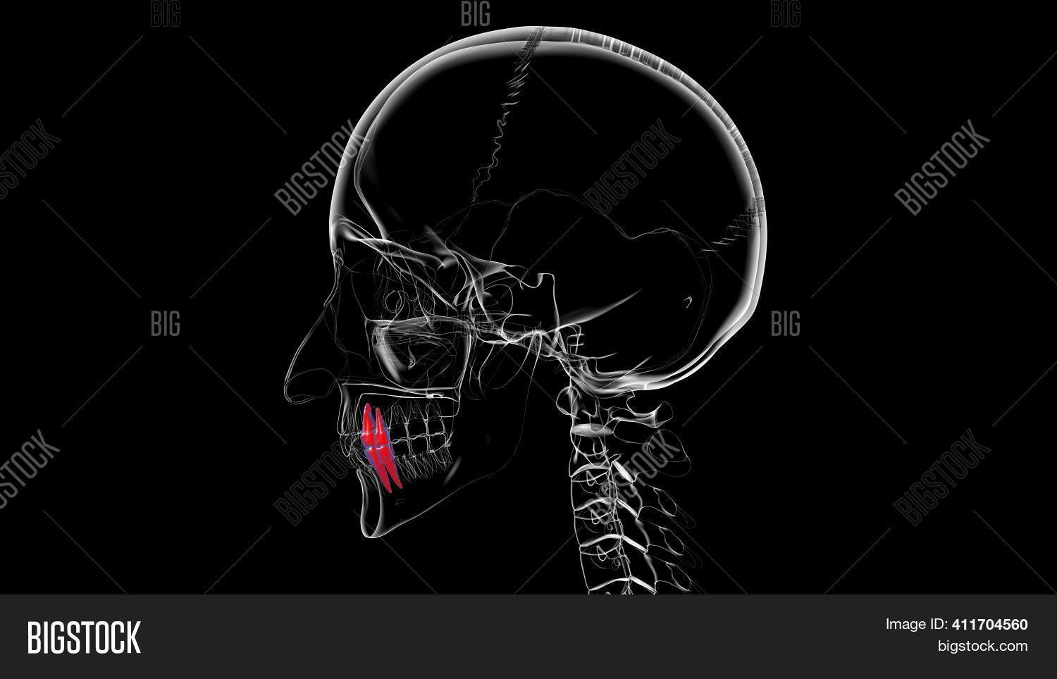 Human Teeth Premolars Image & Photo (Free Trial) | Bigstock