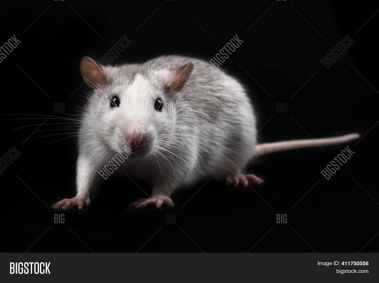 Gray Rodents