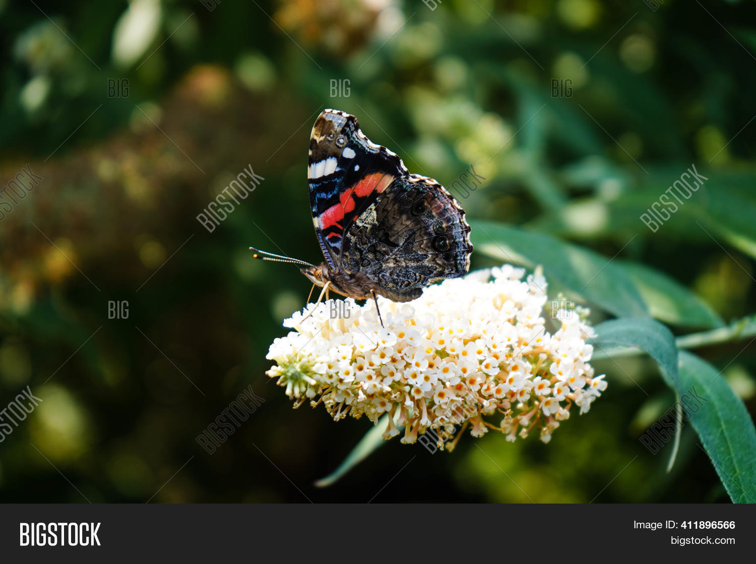Buddleja Davidii Image & Photo (Free Trial) | Bigstock