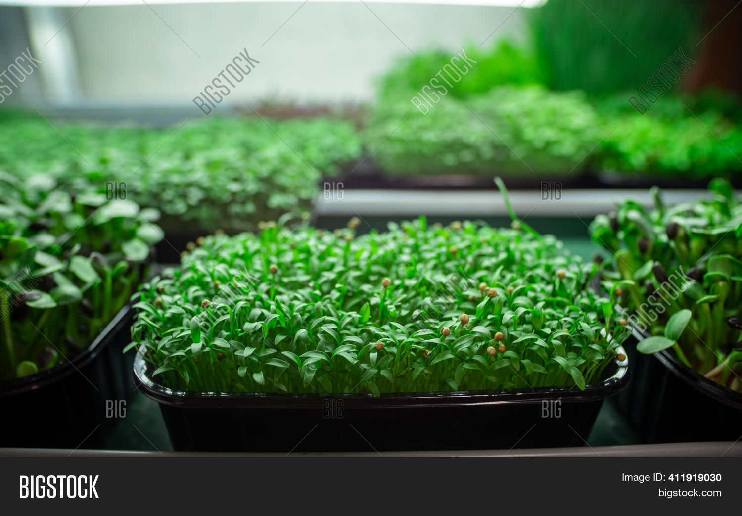 Microgreens. Racks Image & Photo (Free Trial) | Bigstock