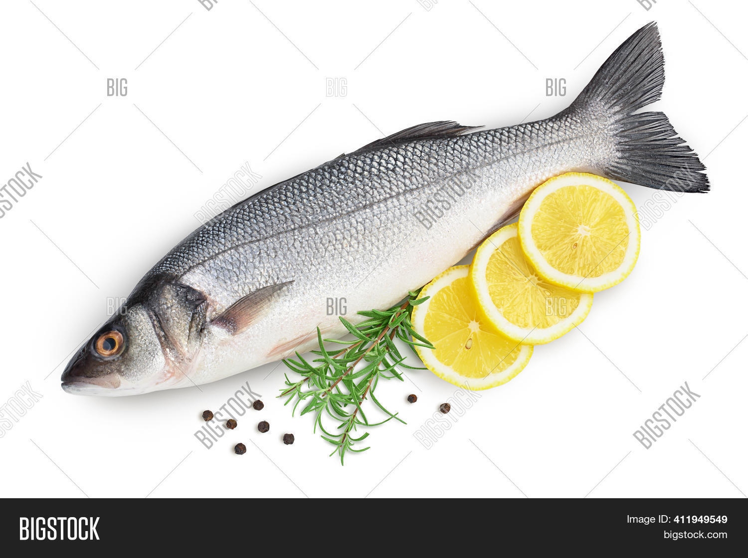 Sea Bass Fich Isolated Image & Photo (Free Trial) | Bigstock