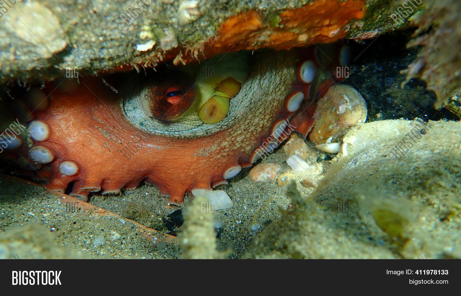 Common Octopus ( Image & Photo (Free Trial) | Bigstock