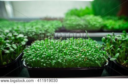 Microgreens. Racks Image & Photo (Free Trial) | Bigstock
