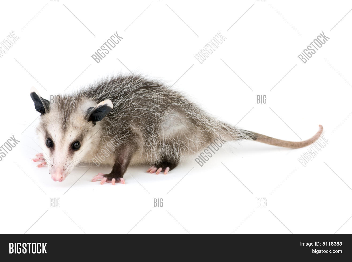 Common Opossum Image & Photo (Free Trial) | Bigstock