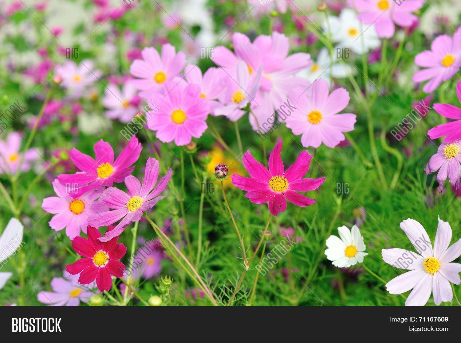 Beautiful Cosmos Image & Photo (Free Trial) | Bigstock