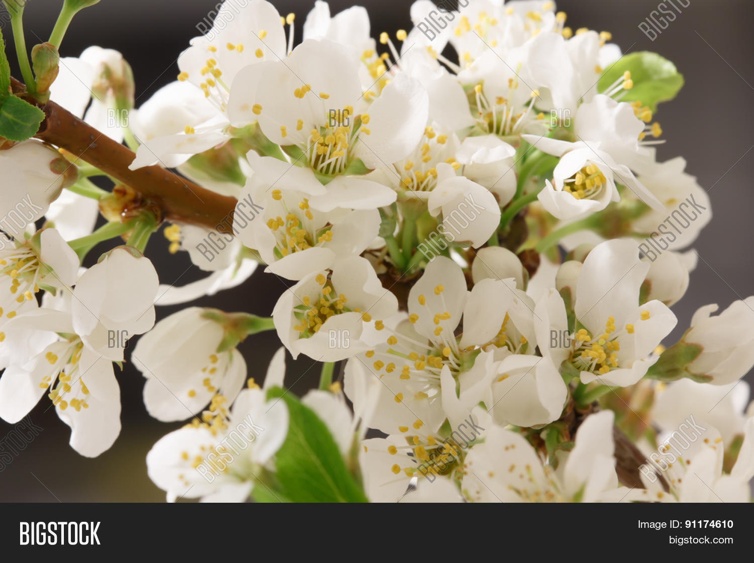 Balmy Breath Spring: Image & Photo (Free Trial) | Bigstock