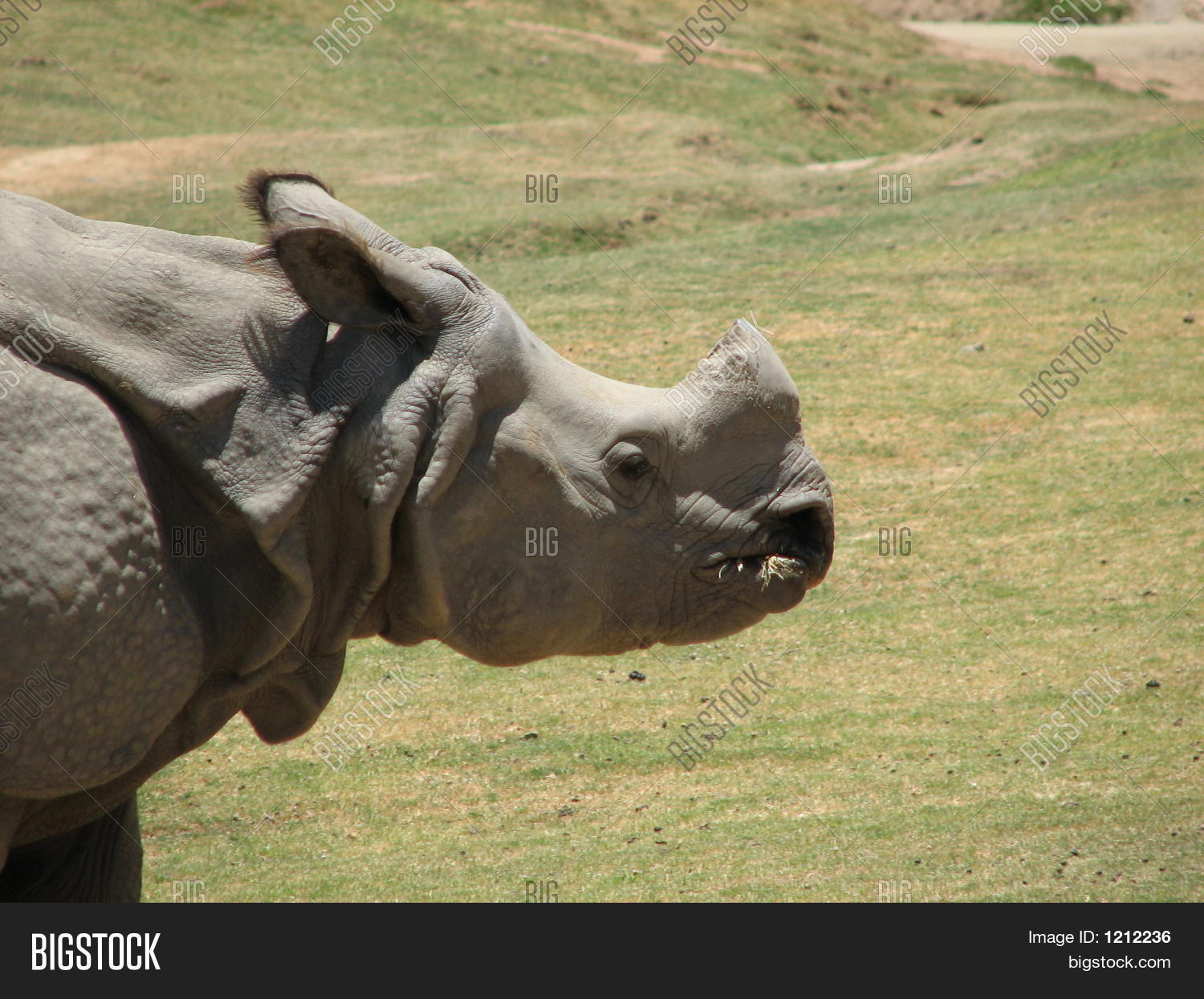 Close- Rinosaurous Image & Photo (Free Trial) | Bigstock