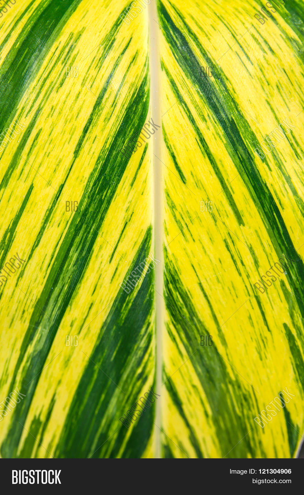 Pattern Green Leaf Image & Photo (Free Trial) | Bigstock
