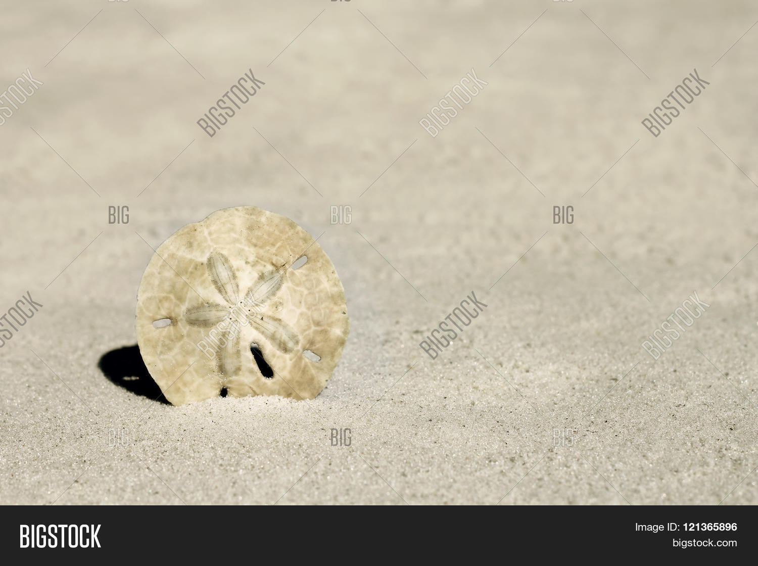 Sand Dollar Beach Image & Photo (Free Trial) | Bigstock