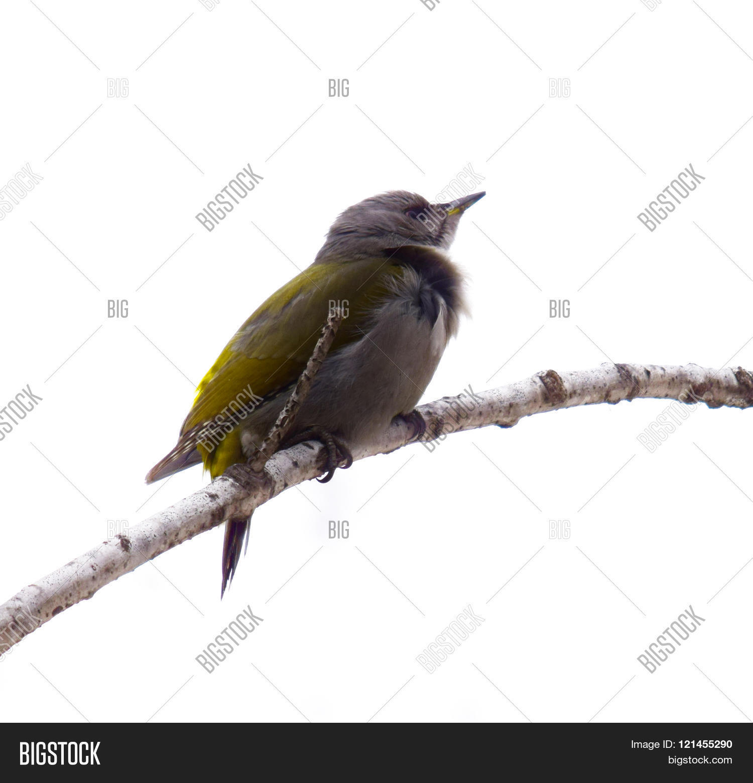 Grey-headed Woodpecker Image & Photo (Free Trial) | Bigstock