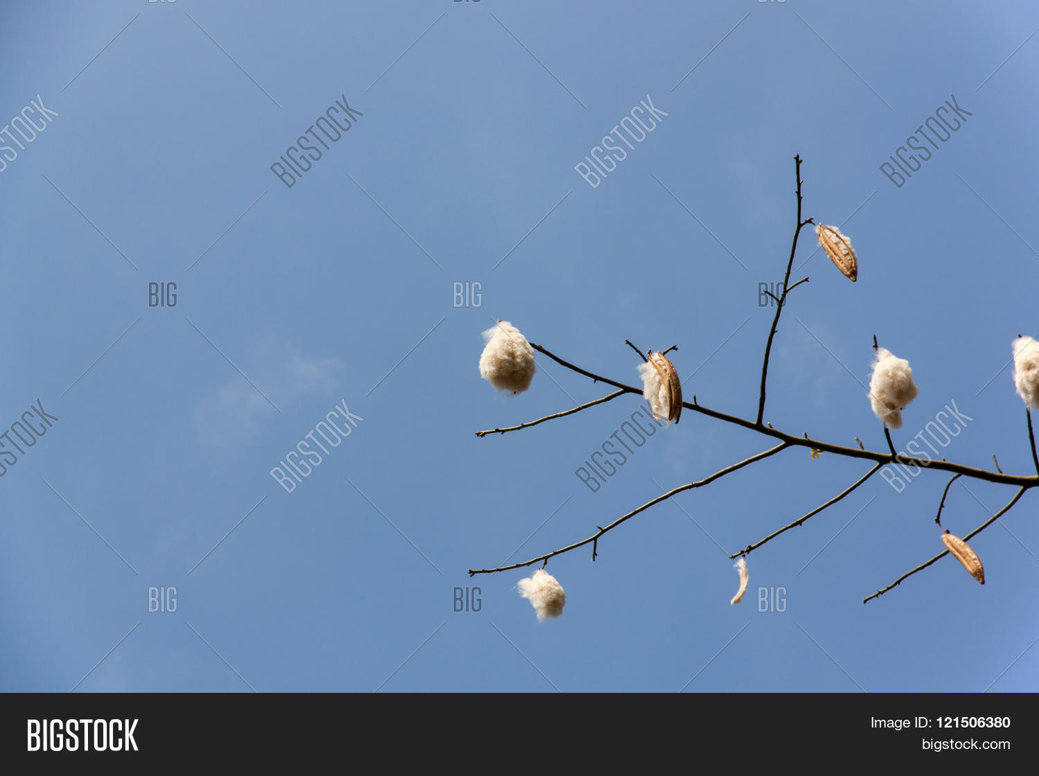 Fresh Ceiba Pods Image & Photo (Free Trial) | Bigstock
