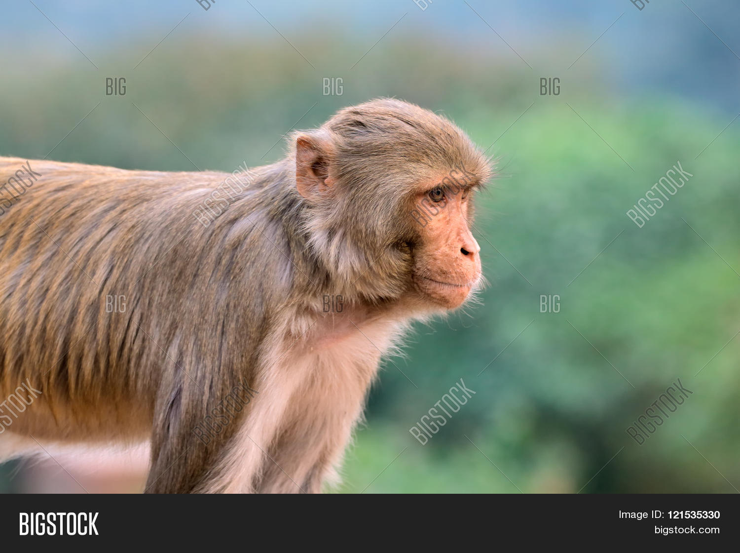 Portrait Rhesus Image & Photo (Free Trial) | Bigstock
