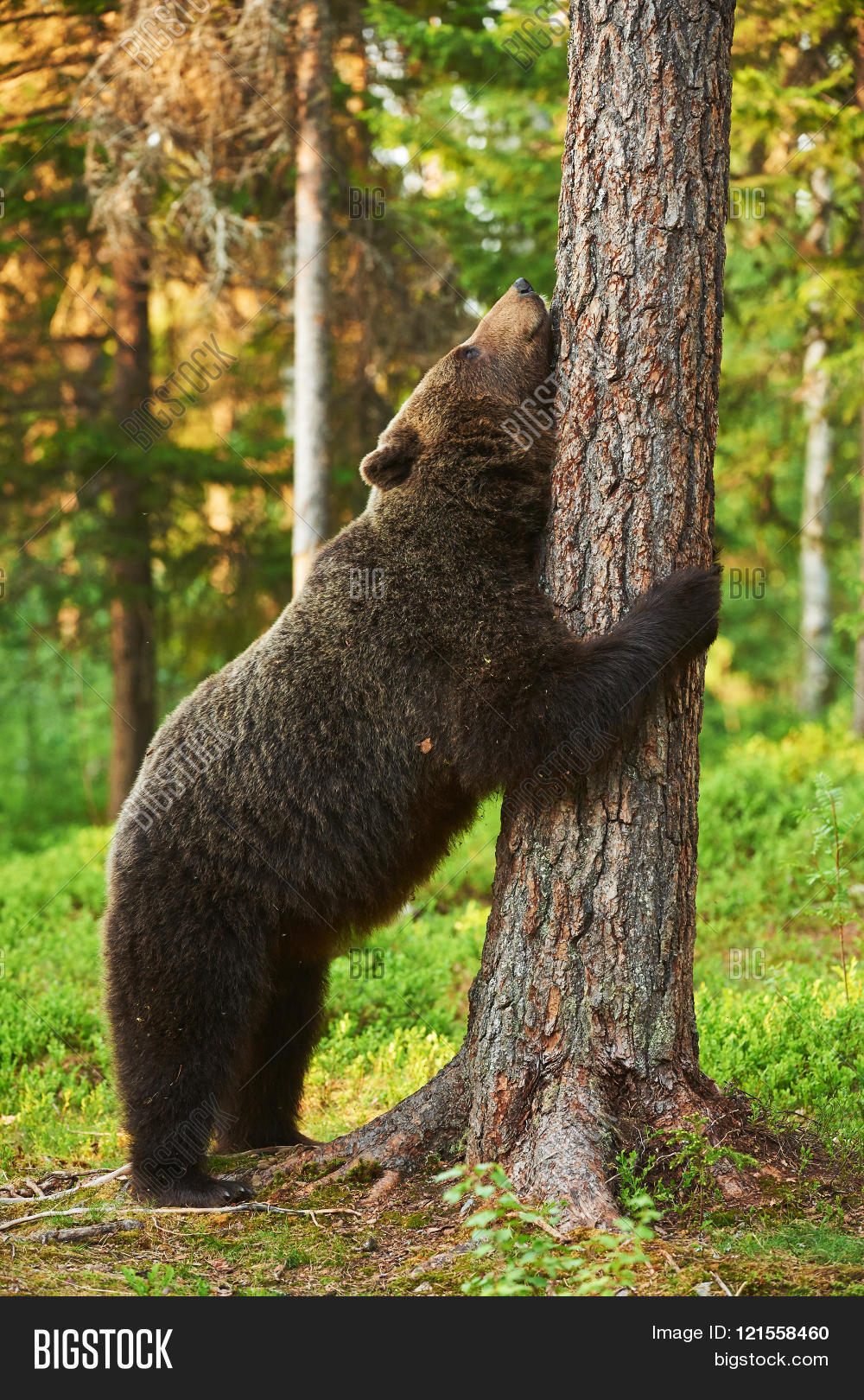 Brown Bear Leaning Image & Photo (Free Trial) | Bigstock