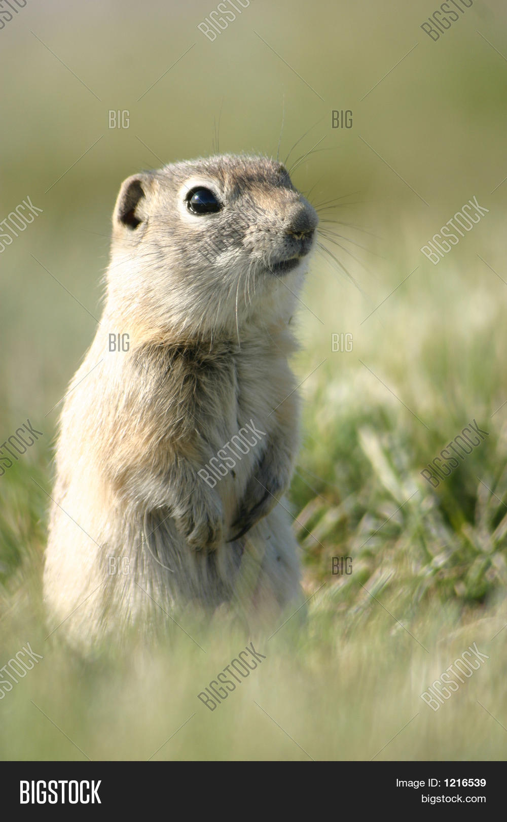 ภาพและภาพถ่าย (ทดลองใช้ฟรี) | Bigstock