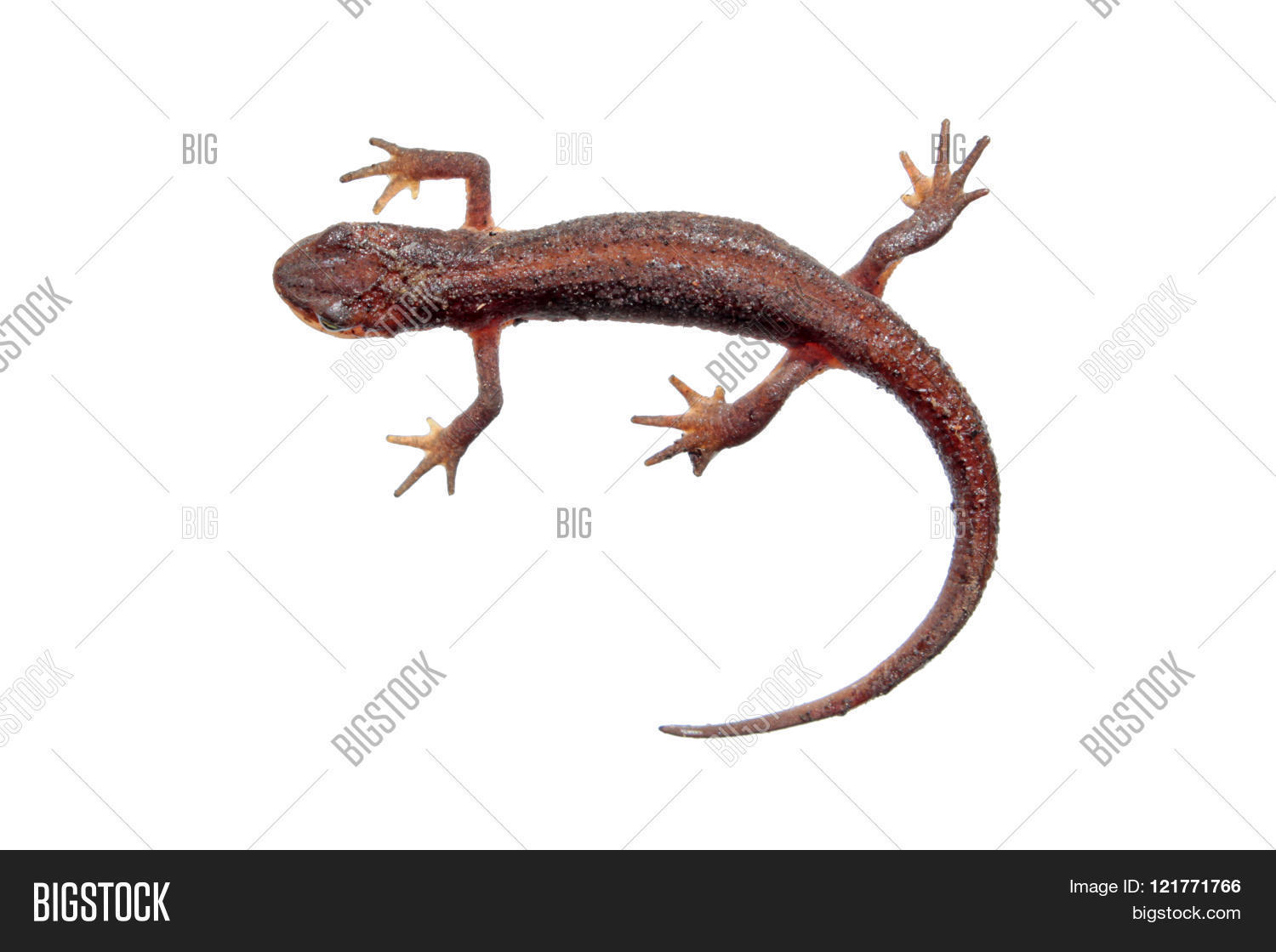 Common Newt Isolated Image & Photo (Free Trial) | Bigstock