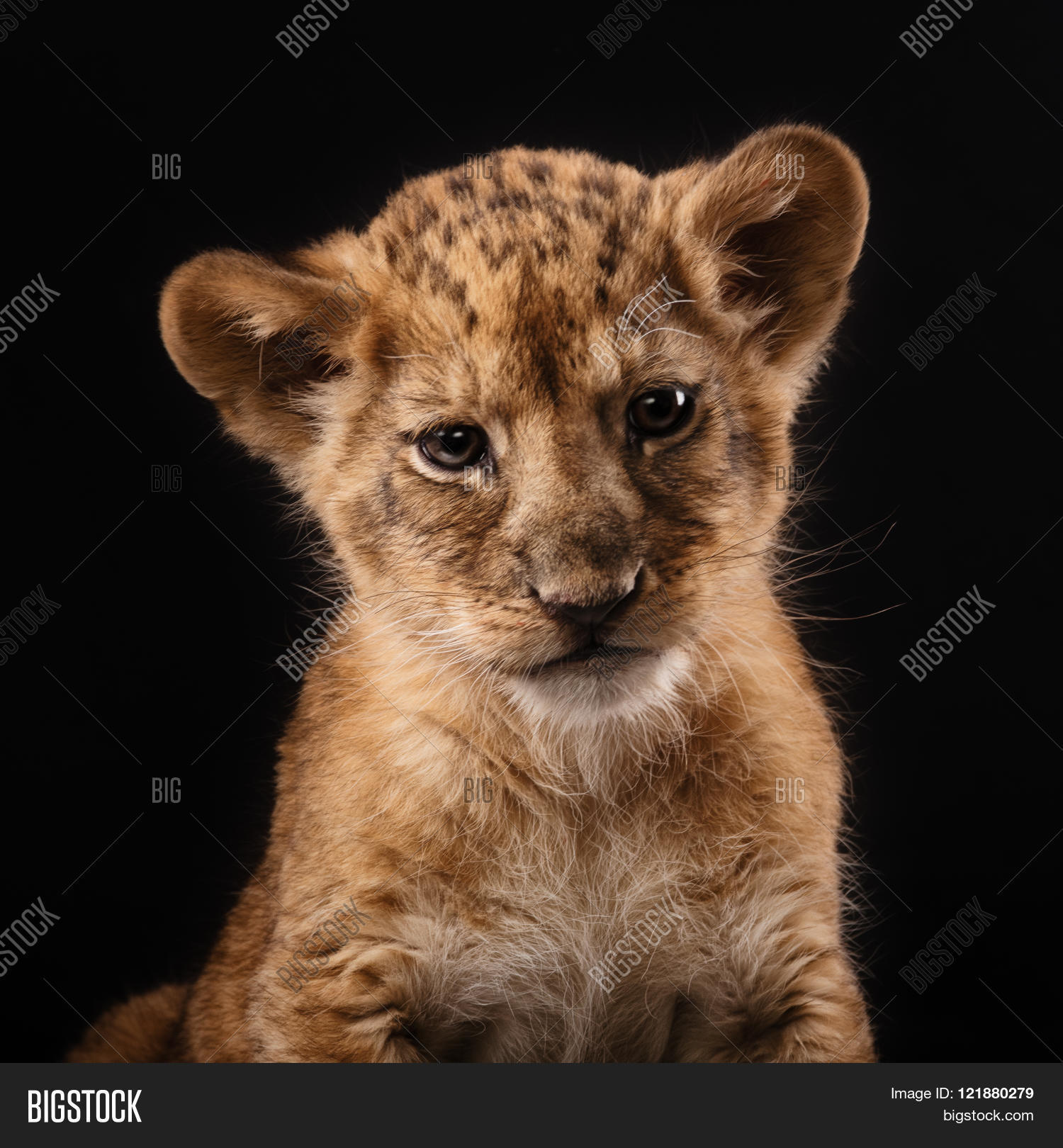 Little Lion Cub On Image & Photo (Free Trial) | Bigstock