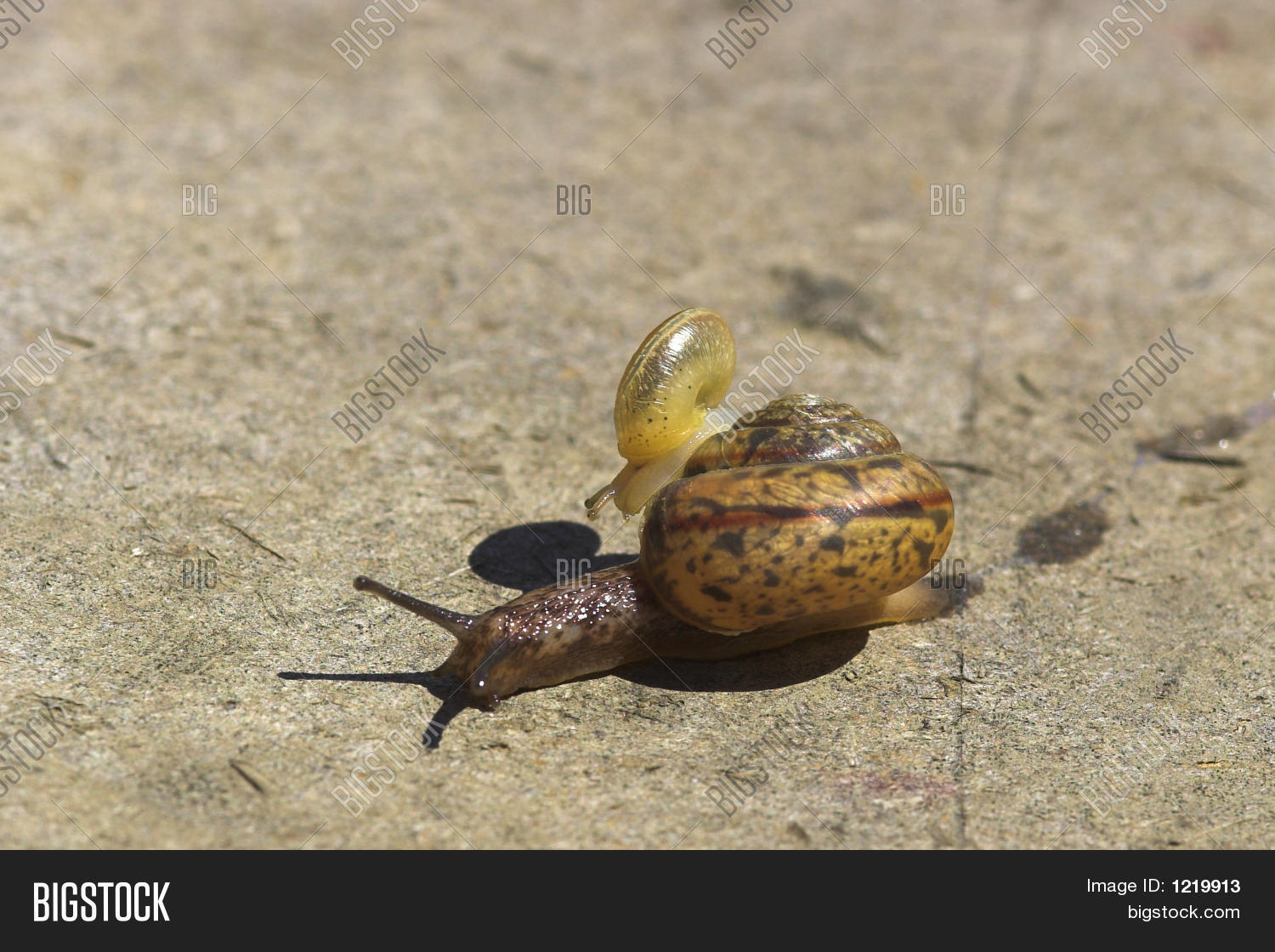 Snails Image & Photo (Free Trial) | Bigstock