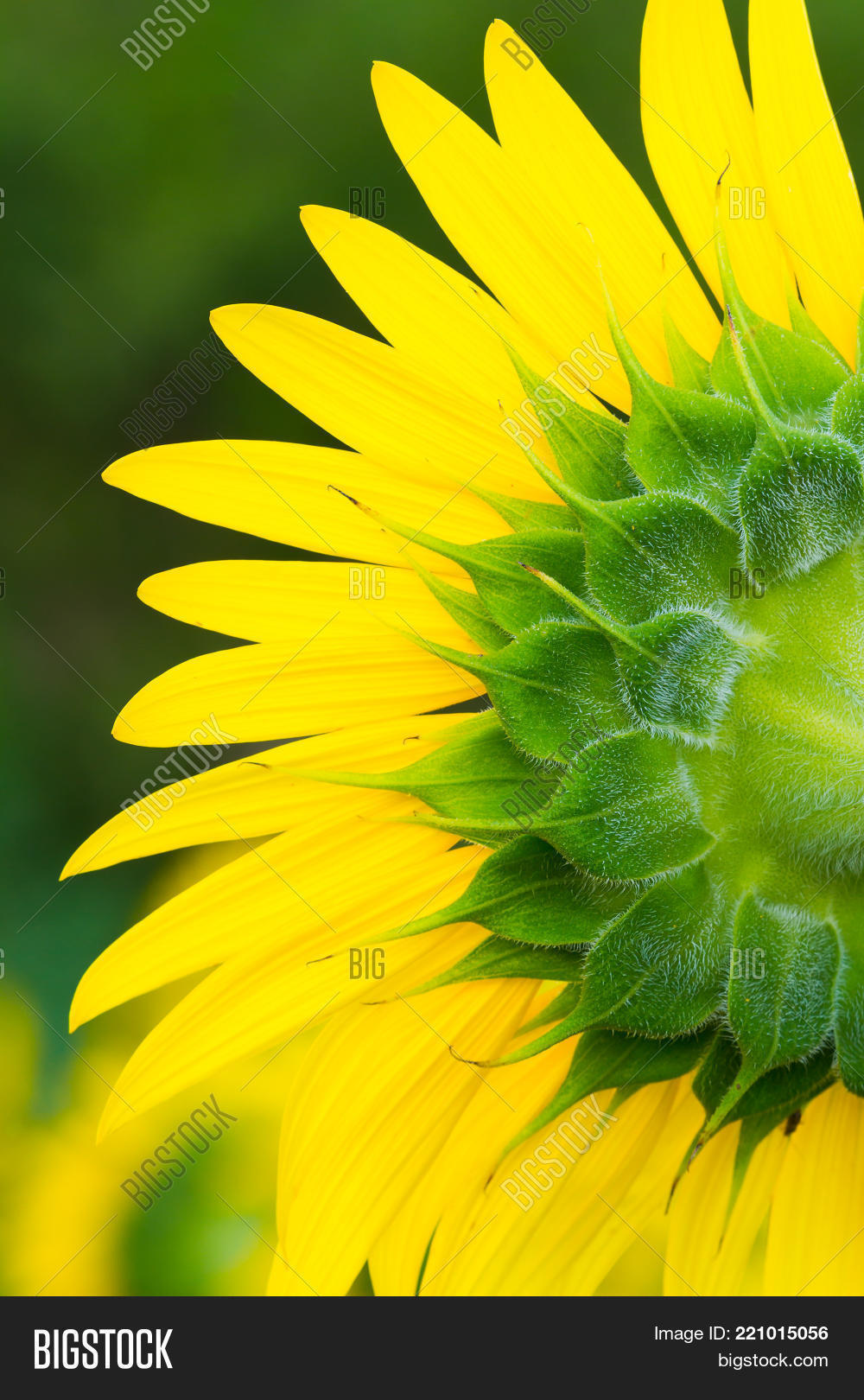 Close View Sunflower Image & Photo (Free Trial) | Bigstock