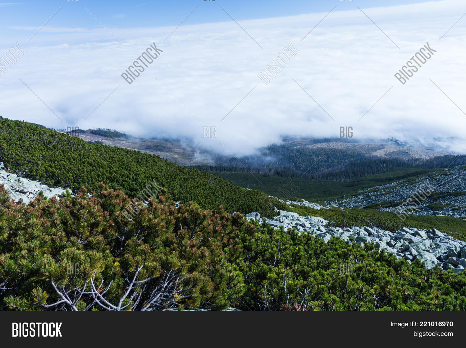 Forest. Green Mountain Image & Photo (Free Trial) | Bigstock