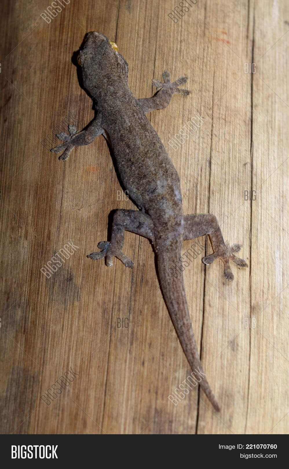 Brown Gecko Yellow Image & Photo (Free Trial) | Bigstock