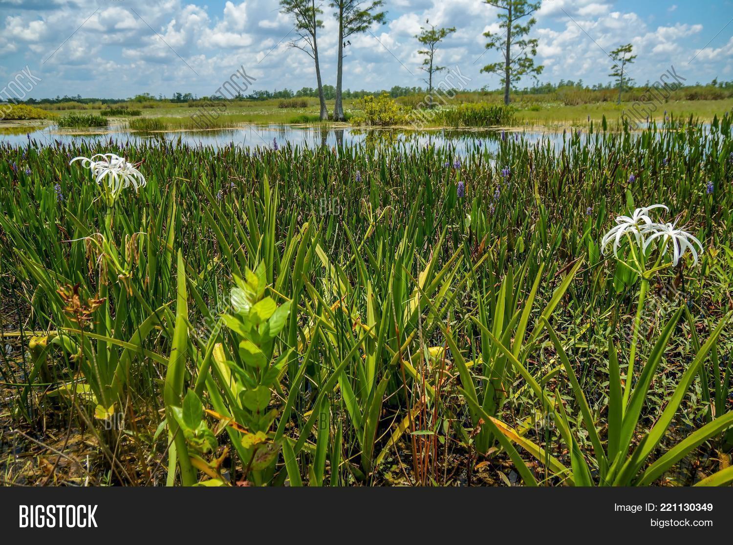 White Swamp Lily Image & Photo (Free Trial) | Bigstock