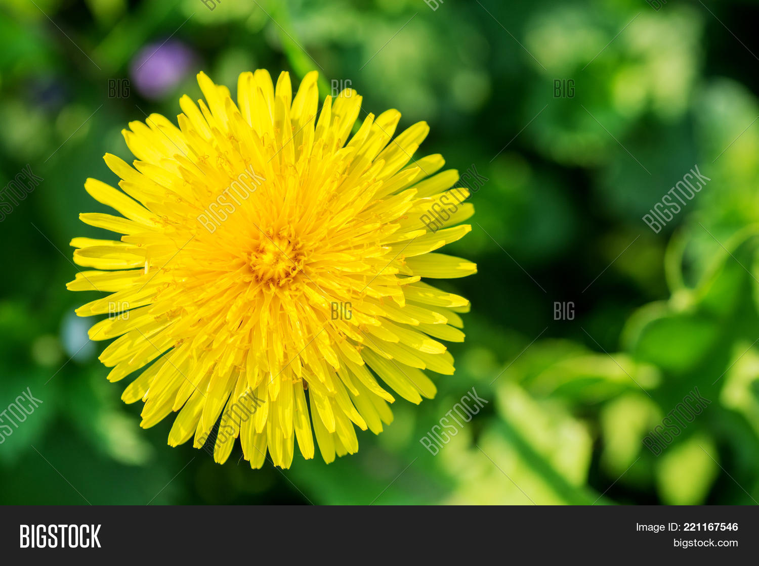 Dandelion Field Green Image & Photo (Free Trial) | Bigstock