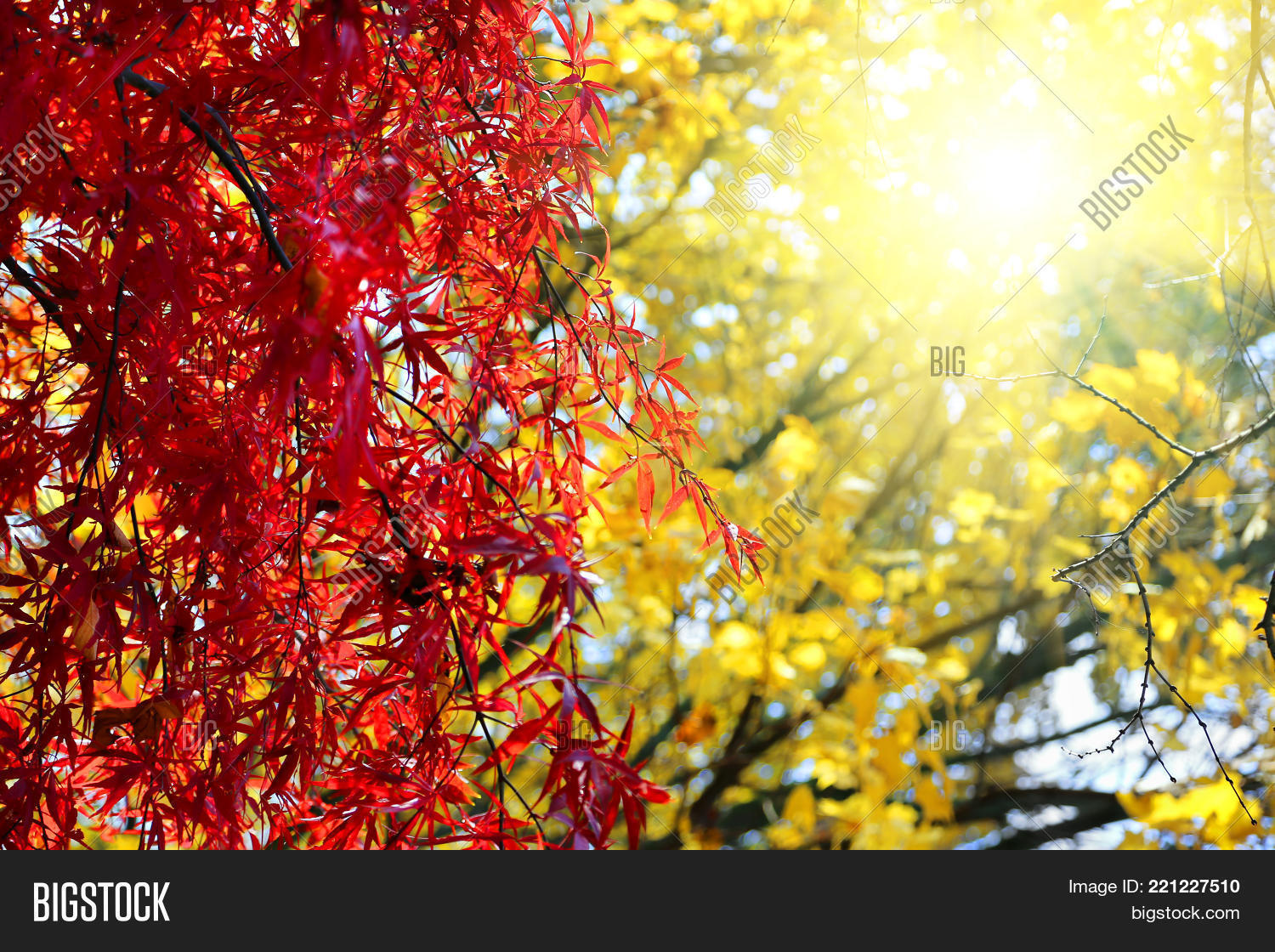 Bright Red Japanese Image & Photo (Free Trial) | Bigstock