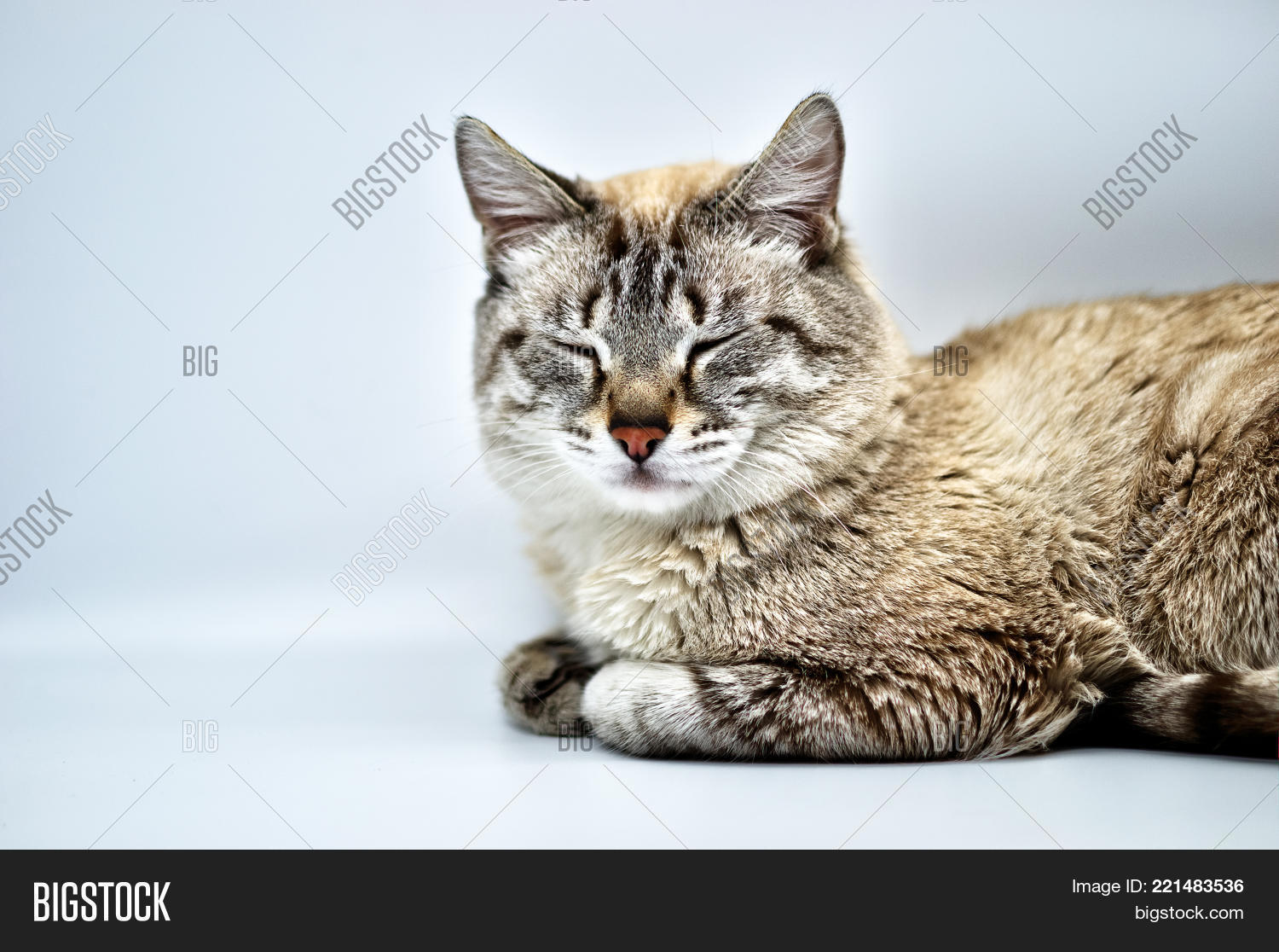 Siamese Cat Snoozing Image & Photo (Free Trial) | Bigstock